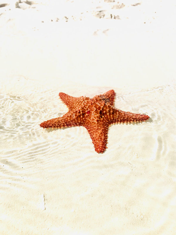 A Comprehensive Guide to Great Harbour Cay in the Bahamas – Escape to ...